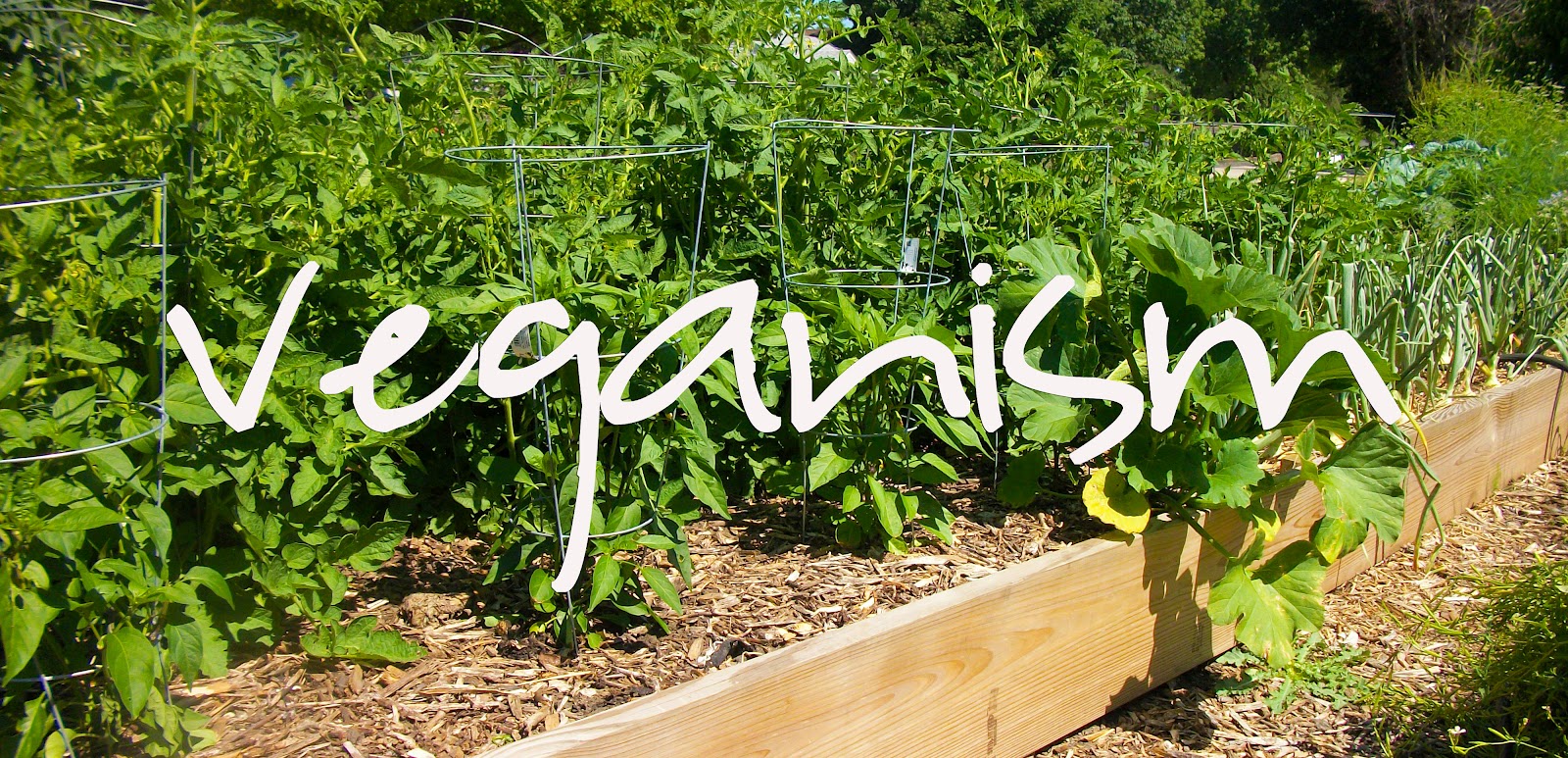 TOTALLY SIMPLE. VEGAN. – TRYING TO MAKE THE WORLD A BETTER PLACE, ONE ...